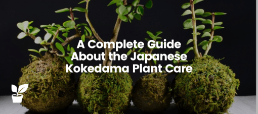 A Complete Guide About the Japanese Kokedama Plant Care