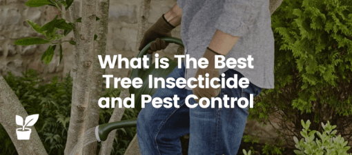 What is The Best Tree Insecticide and Pest Control