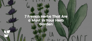 7 French Herbs That Are a Must in Your Herb Garden